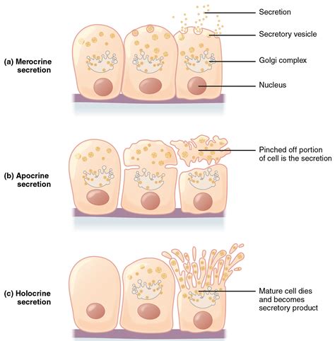 These Three Diagrams Show The Three Modes Of Secretion All Three