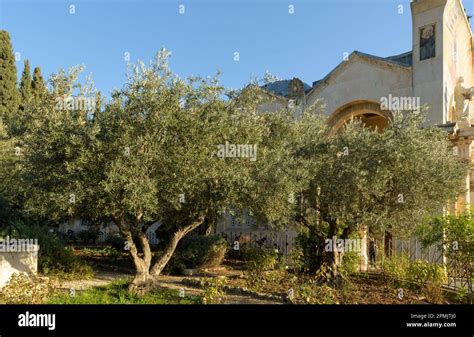 Garden Of Gethsemane Biblical Olive Garden Where Jesus Prayed Mount
