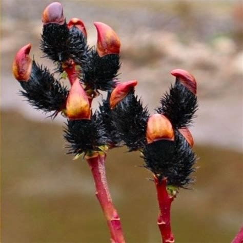 Black Pussy Willow Tree Cuttings To Grow One Of The Most Rare Catski