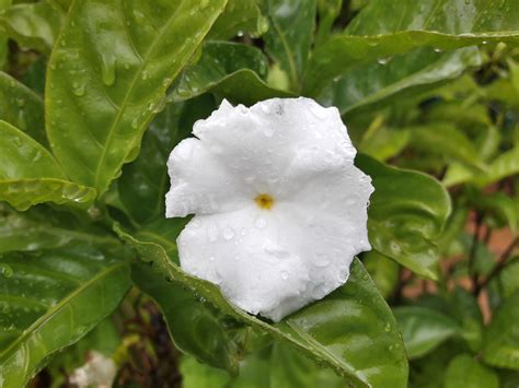 Flor Blanco Verde Foto Gratis En Pixabay