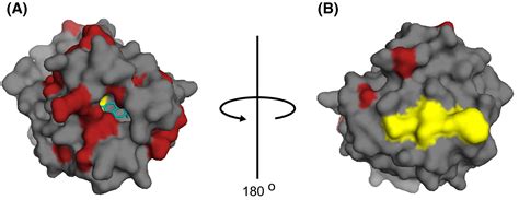 Characterization And Comparison Of Recombinant Full‐length Ursine And Human Sex Hormone‐binding