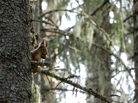 Squirrel Woods Nature Free Photo On Pixabay