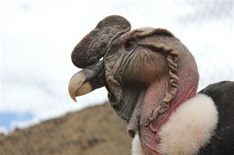 Andean Condor Size Comparison