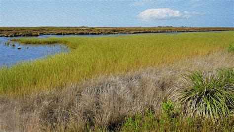 Carolina Marsh Over 37 Royalty Free Licensable Stock Illustrations And Drawings Shutterstock