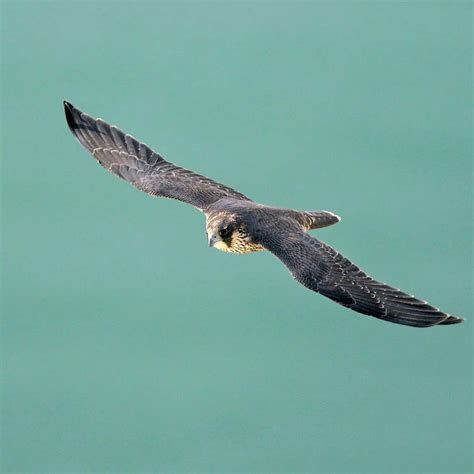 The Peregrine Falcon Geocenter Møns Klint