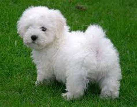 10 Facts About Bichon Fact File