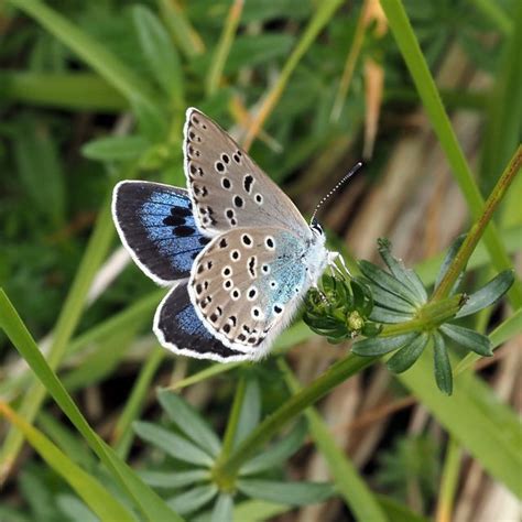 Large Blue Butterfly Facts At Tracey Luther Blog