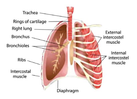 Respiritory System And Lungs Flashcards Quizlet