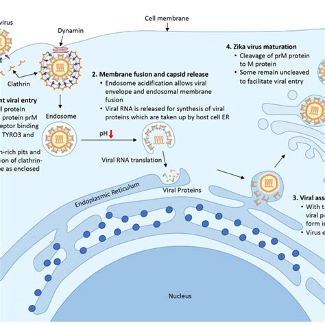 Life Cycle Of Zikv 1 Zikv Encounters Host Cells And Binds To Host