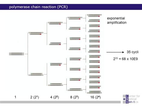 Pcr Exponential Amplification