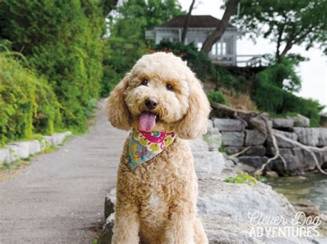 21 Small Dog Breeds That Look Just Like Teddy Bears Clever Dog Adventures