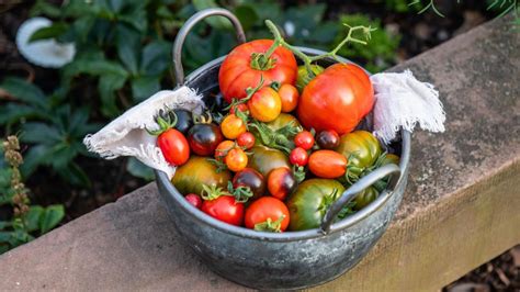 9 Determinate Tomato Varieties We Love