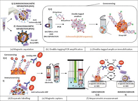 Schematic Representation Of The Electrochemical Strategies For Download Scientific Diagram