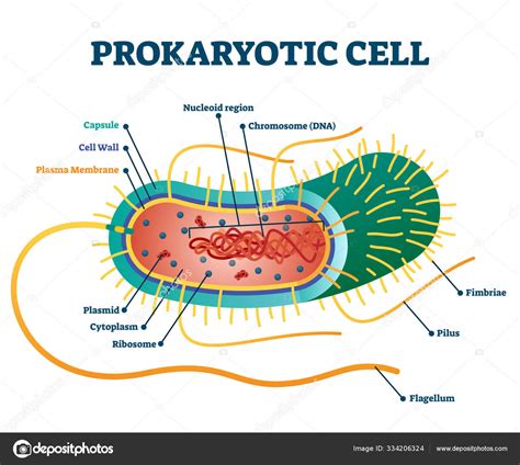 Prokaryotic Cell Structure
