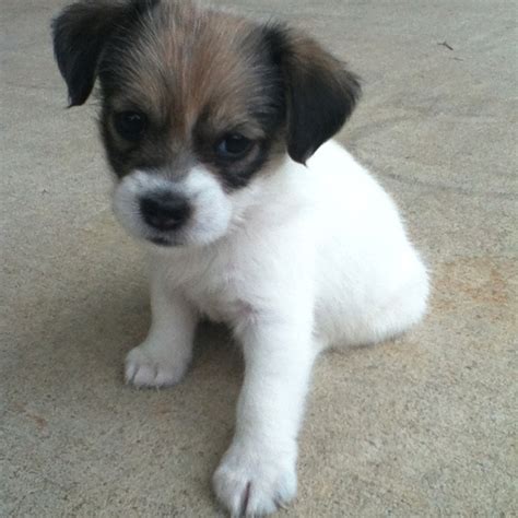 47 Best Cute Mutts Images On Pinterest Cutest Animals Adorable