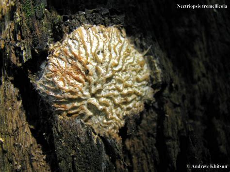 Nectriopsis Tremellicola