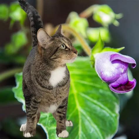 Is Tree Gloxinia Toxic For Cats