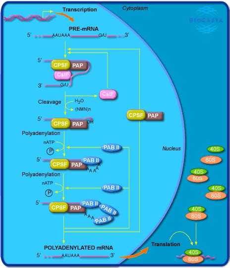 Biocartacpsfpathway