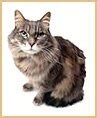 Mountain View Veterinary Clinic