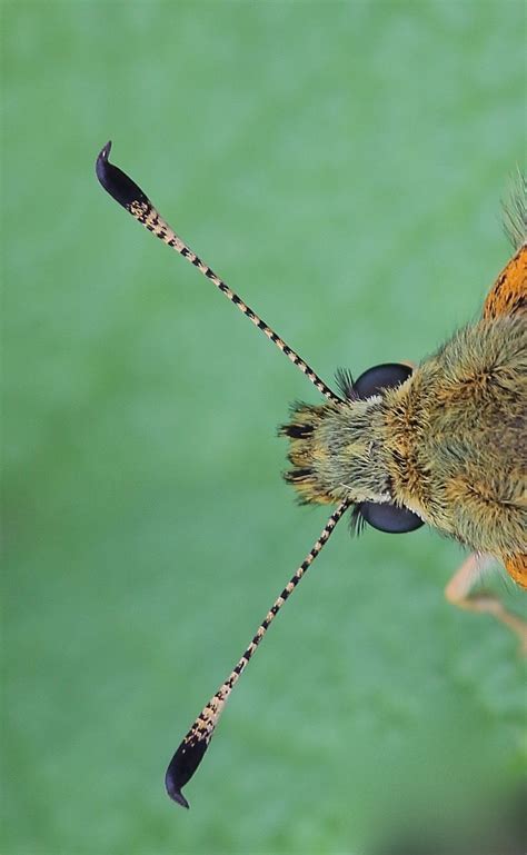 Butterflies Of The Uk An Insight Into Their Lives Large Skipper The Difference Between