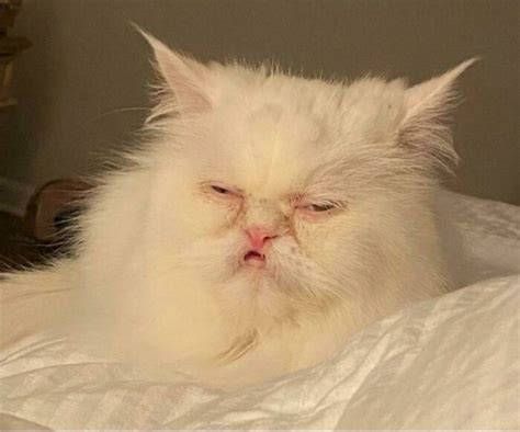 Whats Wrong With Your Cat” 50 Faulty” Cats That Cant Stop