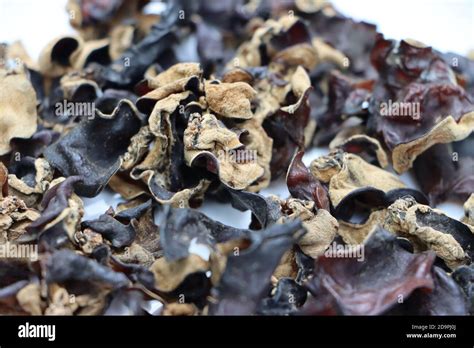 Dry Wood Ear Mushroom Or Cloud Ear Mushroom Delicacy Of Sikkim India