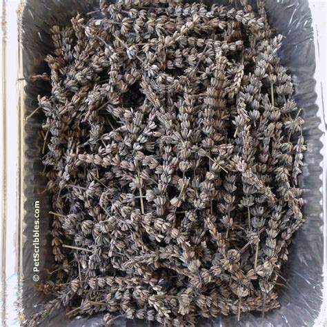 How To Harvest Lavender The Easy Way Artofit
