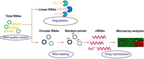 Workflow Of Microarray Analysis Of Circrnas Download Scientific Diagram