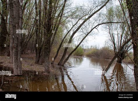 High Water In The Samara Region Flooded Lands By The Tatiana River In The Suburbs Of Samara