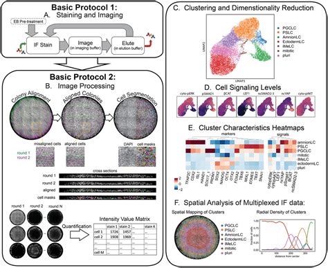 Spatial Single Cell Analysis Of Proteins In 2d Human Gastruloids Using