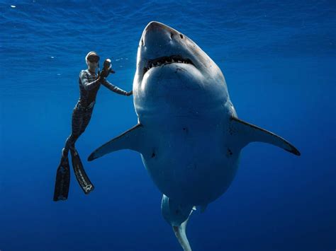 Ccgp — Carcharodon Carcharias White Shark