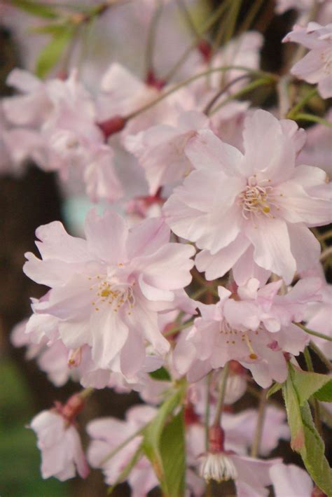 Sakura (Cherry Blossom) @ TAKARAZUKA Garden Fields | Flickr