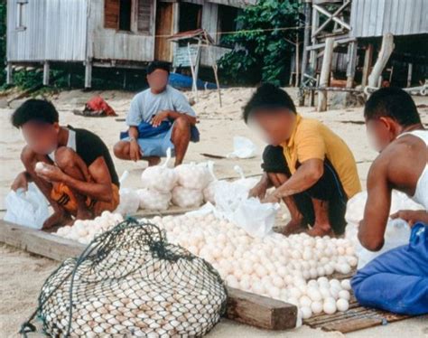 Threats And Conservation Turtle Foundation