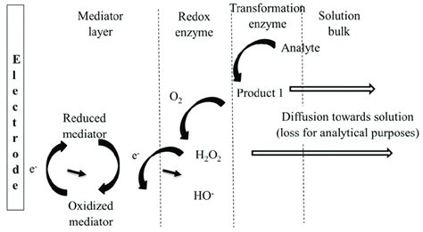 The Schematic Representation Of The Working Principle Of A Bienzymatic