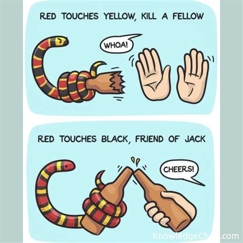 Snake Fakes Unmasking The Coral Snake Vs Scarlet King Snake Nindo 🥷