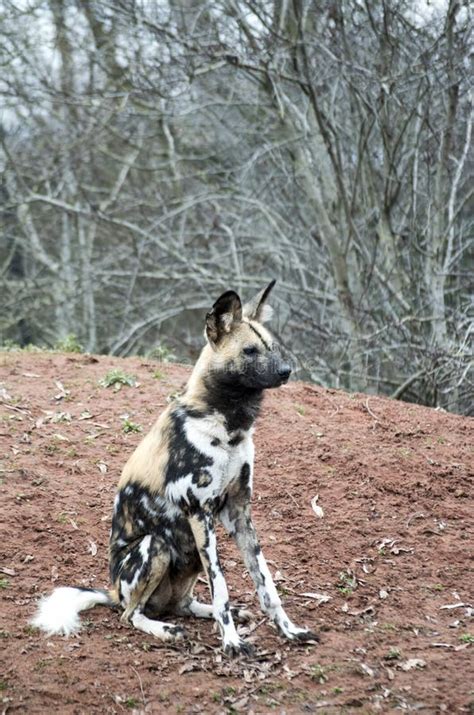 Close Up Of A Painted Dog Stock Image Image Of Painted 110131557