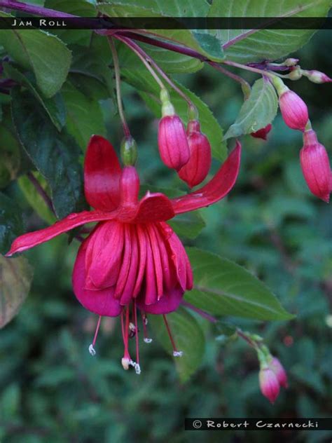 Jam Roll Fuchsiafinder