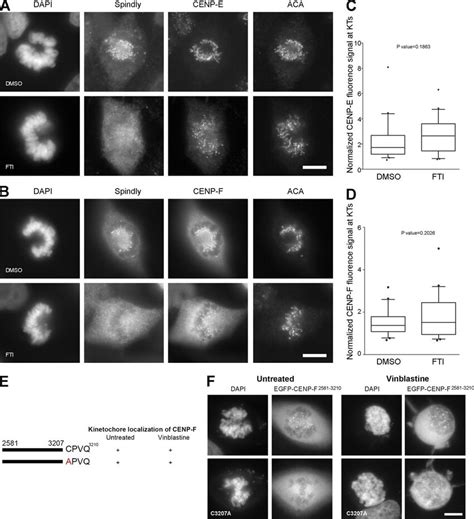 Inhibition Of Farnesylation Does Not Affect Cenp E And Cenp F Kt