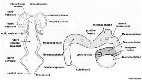Neural Telencephalon Development Embryology