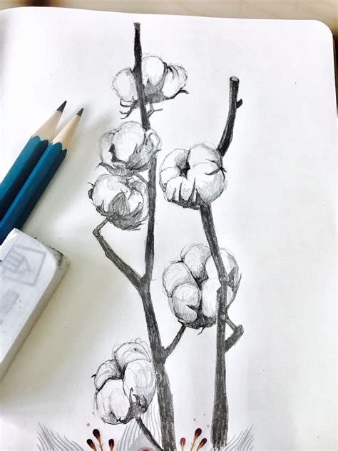 Cotton Field Drawing Easy At Alexis Kevin Blog