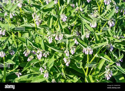 A Patch Of Bocking 14 Comfrey Grown In A Corner Of A Vegetable Garden