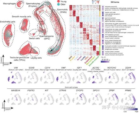 这是一篇 一看就懂”的单细胞测序文章，还有手把手教你实操 知乎