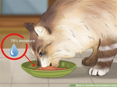 How To Treat Bacterial Cystitis In Cats 13 Steps With Pictures