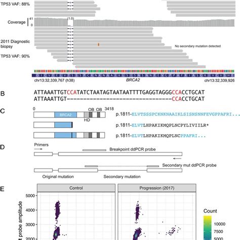 Secondary Mutation Restoring The Brca2 Reading Frame In A Peritoneal Download Scientific