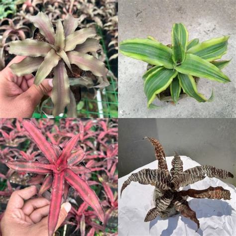 Plant Bundles Archives Plantzone