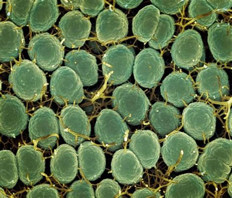 Understanding Sexually Transmitted Fungal Infections Wonderhealth