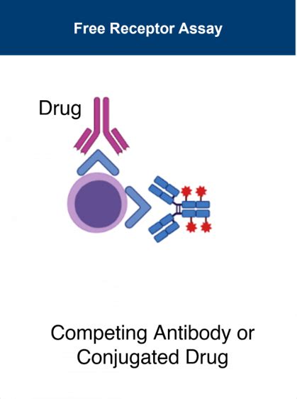 Receptor Occupancy Assay By Flow Cytometry Precision For Medicine