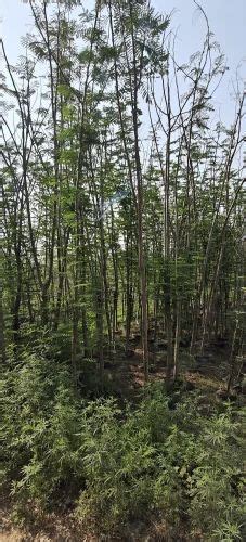 Gulmohar Tree Plant Plant Height 5 Feet At ₹ 150piece In Meerut Id