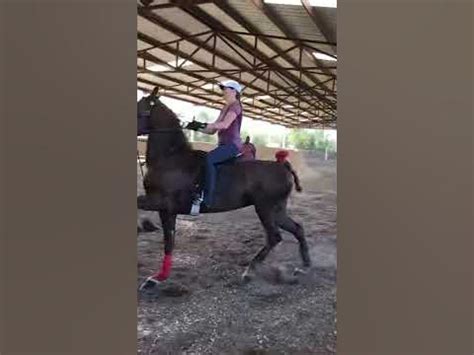 American Saddlebred Racking Youtube