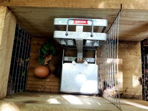 4 Predator Traps Used In New Zealand New Zealand Nature Guy